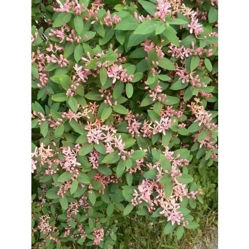 Жимолость татарская Lonicera tatarica купить в Санкт-Петербурге по цене ...